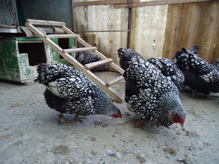 Gaini de Rasa - Calin 0727.741.705: WYANDOTTE ARGINTIU PITIC