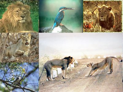 Must Visit Places in Gujarat: The Gir Forest National Park and Wildlife ...