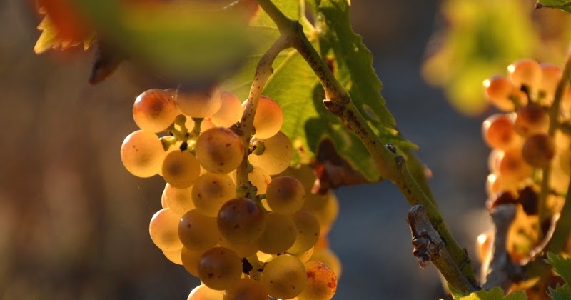 Avignon in Photos: More grapes (fall)