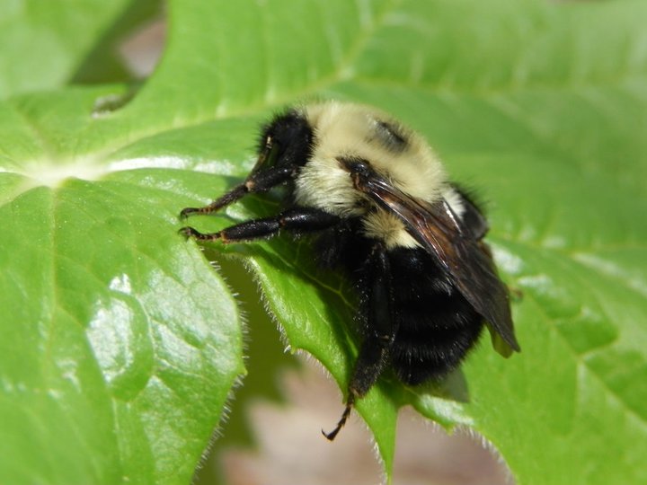 The Nature Geek: The Flight of the Carpenter Bee