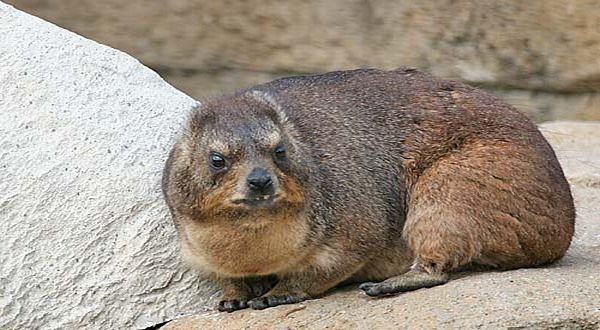 Hyraxes, Funny Dangerous Animals ~ News Techz Blog