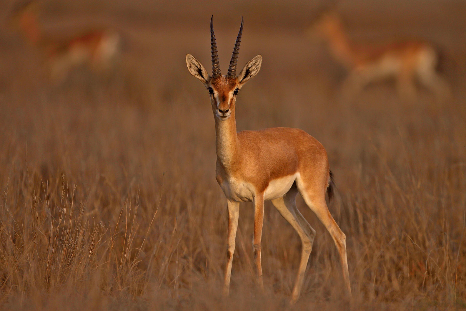 Let's Unveil India: November 2016