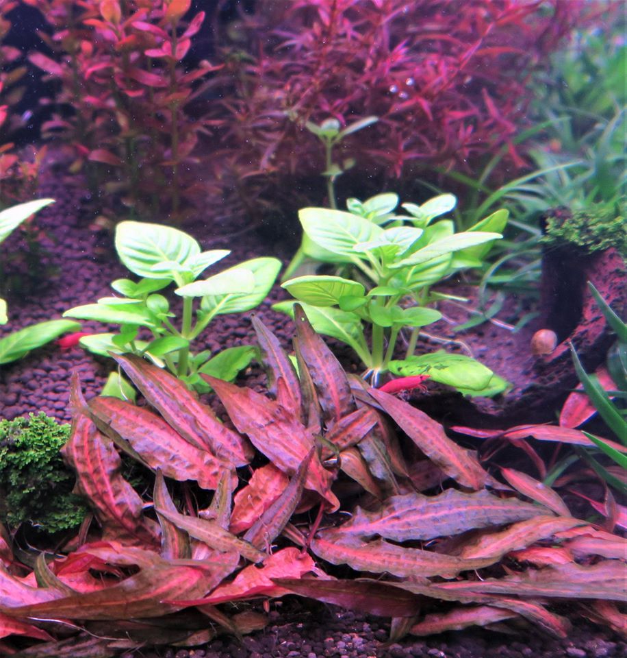 Московский растительный аквариум: Длинностебельники в аквариуме