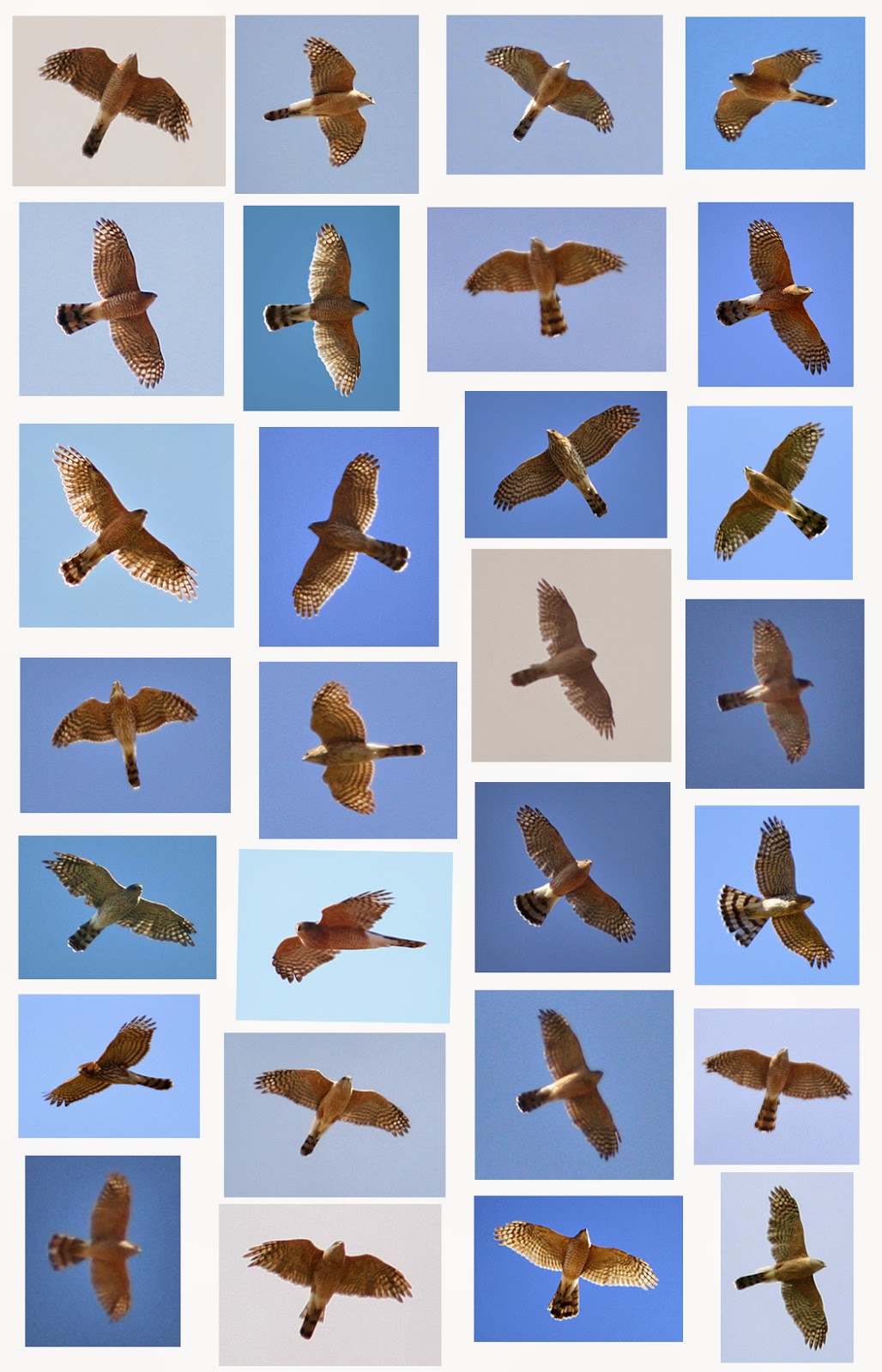 Raptor Identification and Photography: April 2014