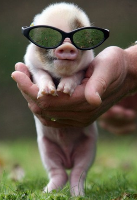 Top Ten Funniest Animals In The World | World Info