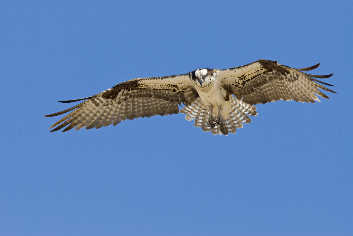 QUE SIGNIFICA SOÑAR CON..: Soñando con...GAVILAN