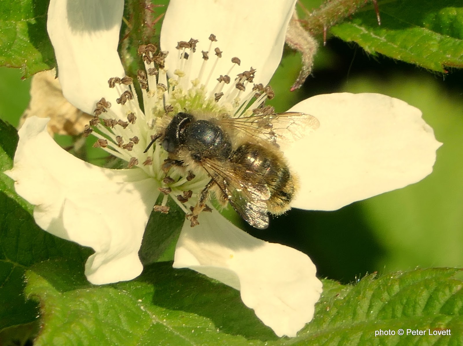 Peter Lovett's ramblings : Big-headed Mining Bee, Andrena bucephala and ...