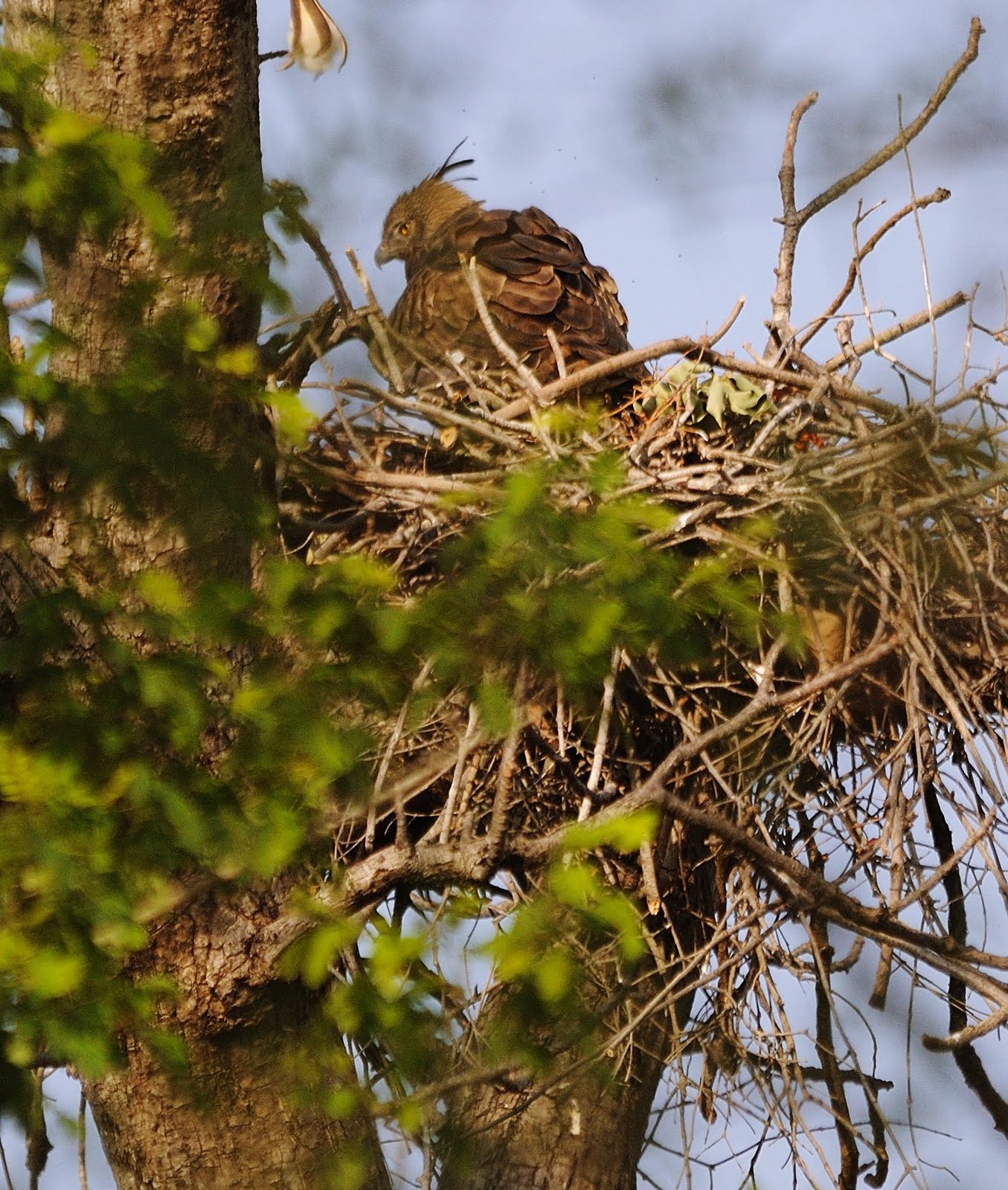Zunka Bhakri......: On trail of Tiger @ Tadoba-Kolsa