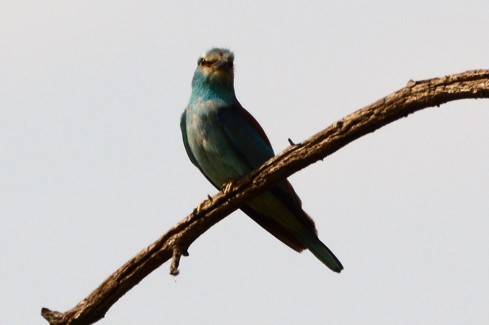 Jaumenatura: Carraca