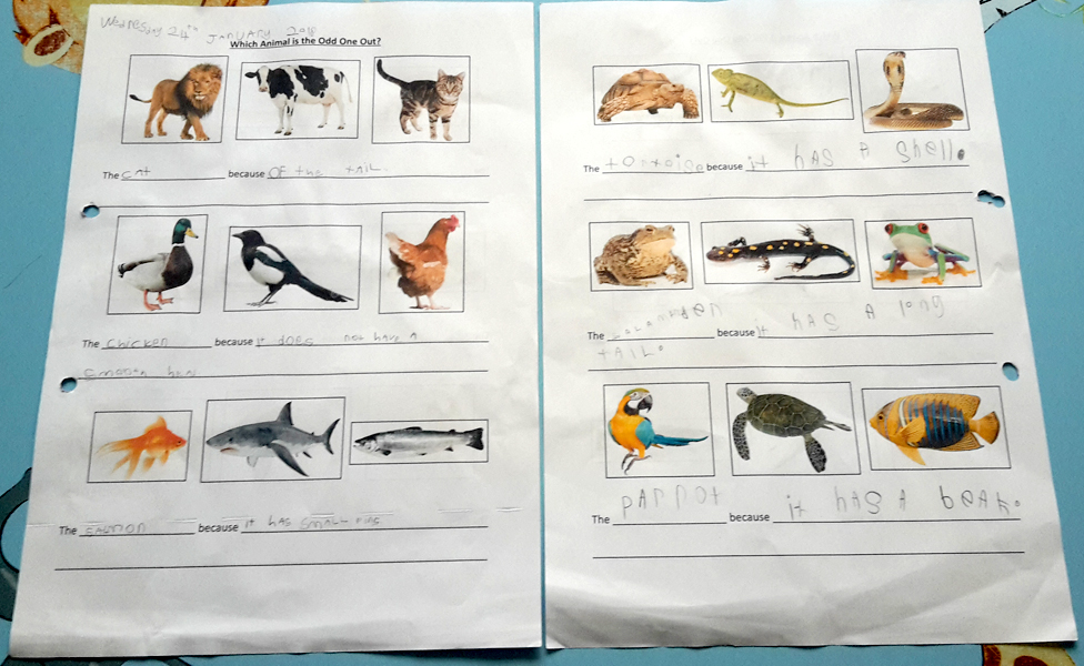 Picnic Panda's Learning Journey: Which Animal is the Odd One Out?