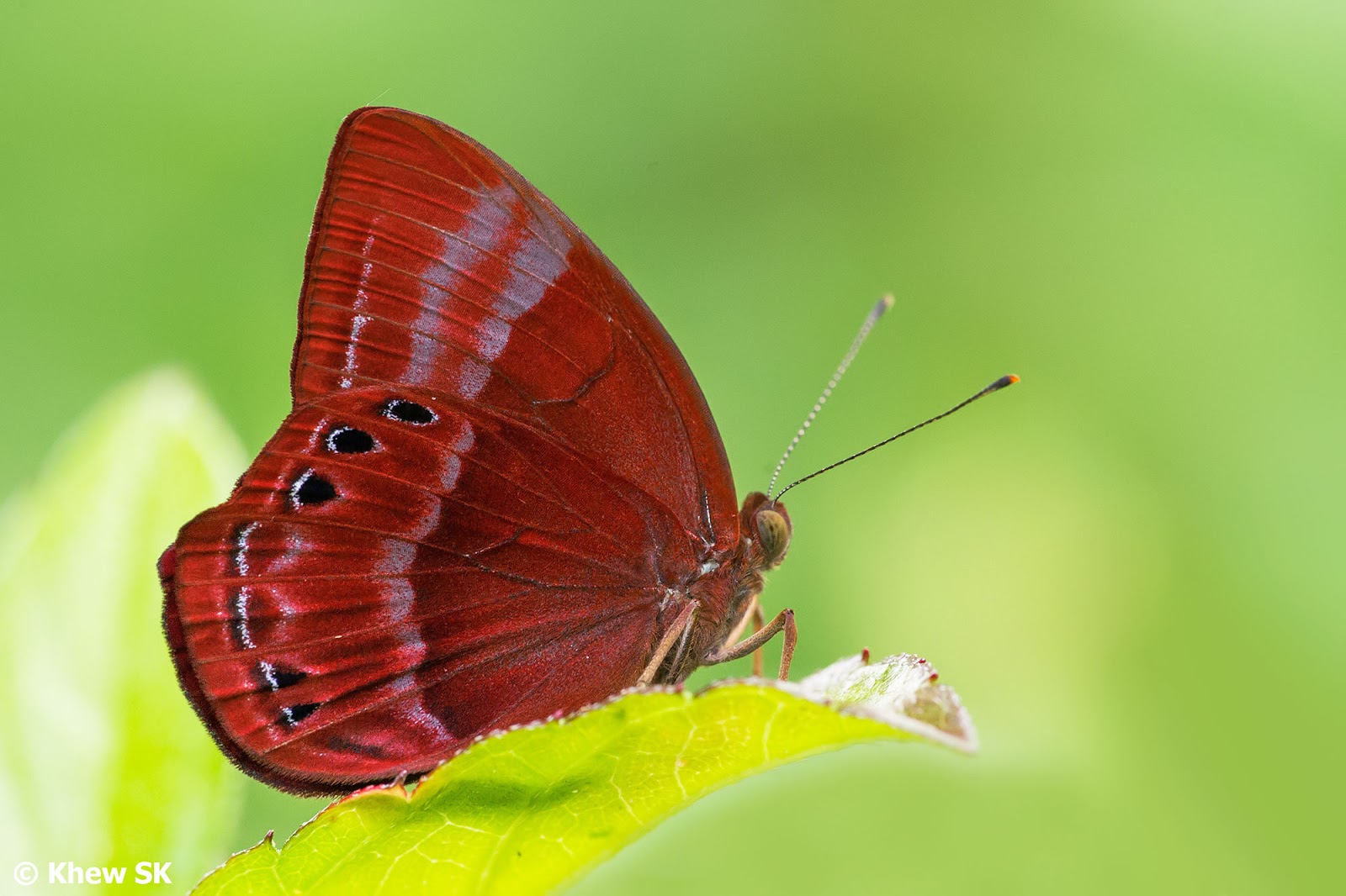 Butterflies of Singapore: Red and White