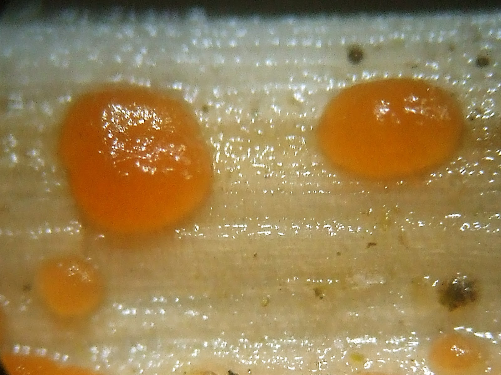 Calderdale Fungi - Halifax Scientific Society - Mycology Section: March ...