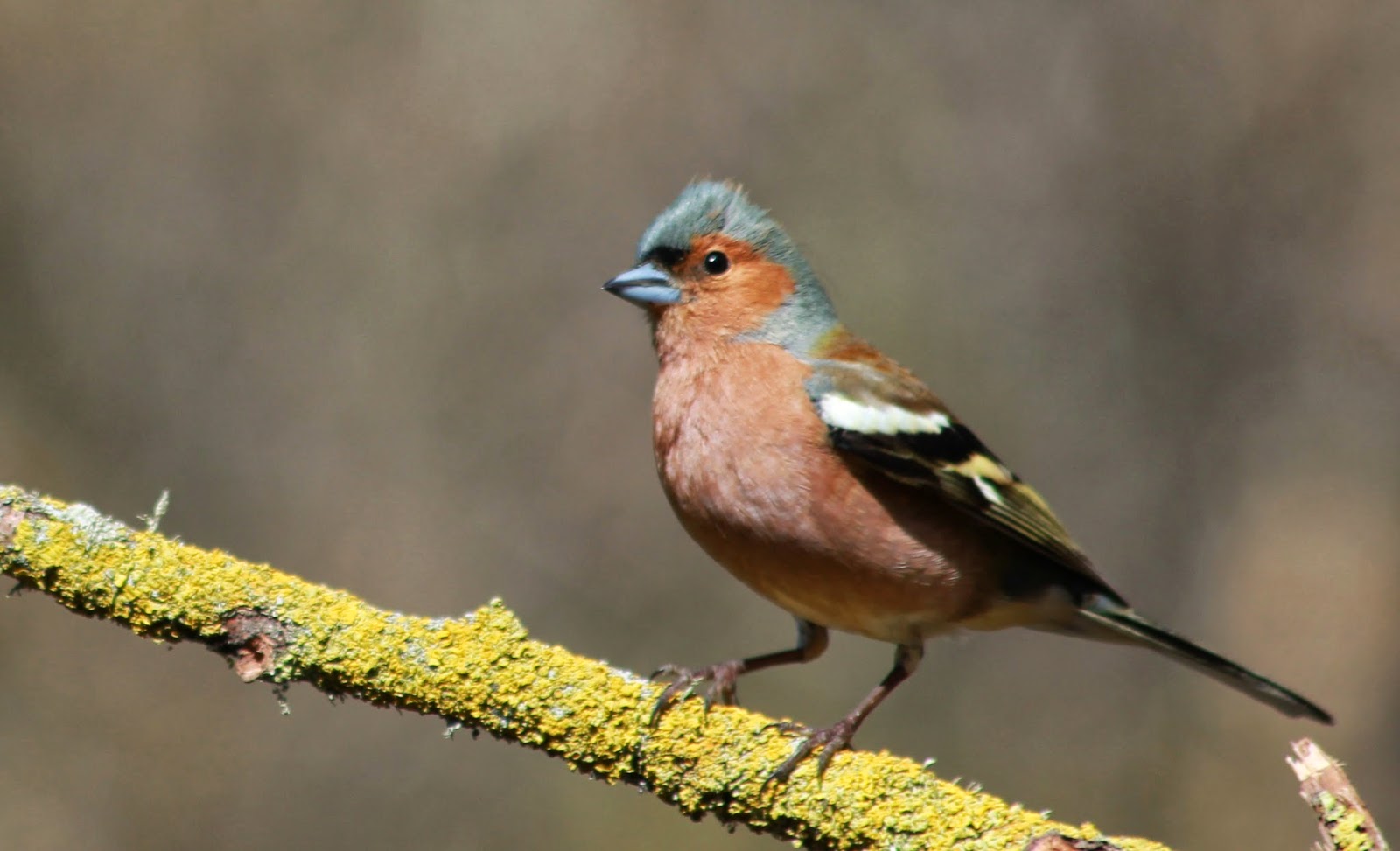 NATURAMETEO, majulada: Pinzón vulgar