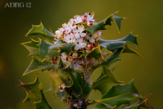 UN AMBIENTALISTA: Acebo en flor