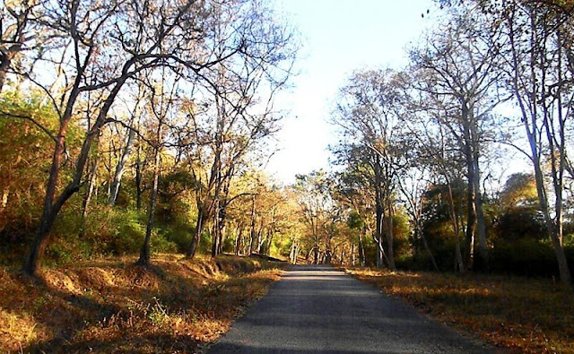 Tamilnadu Tourism: Sathyamangalam Wildlife Sanctuary and Tiger Reserve