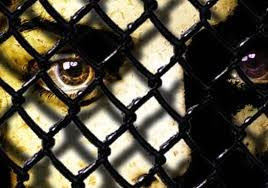 ramo di vento: la donna alla grata