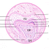 Oral Pathology India: ORAL HISTOLOGY DIAGRAMS- Advanced Bell Stage of ...