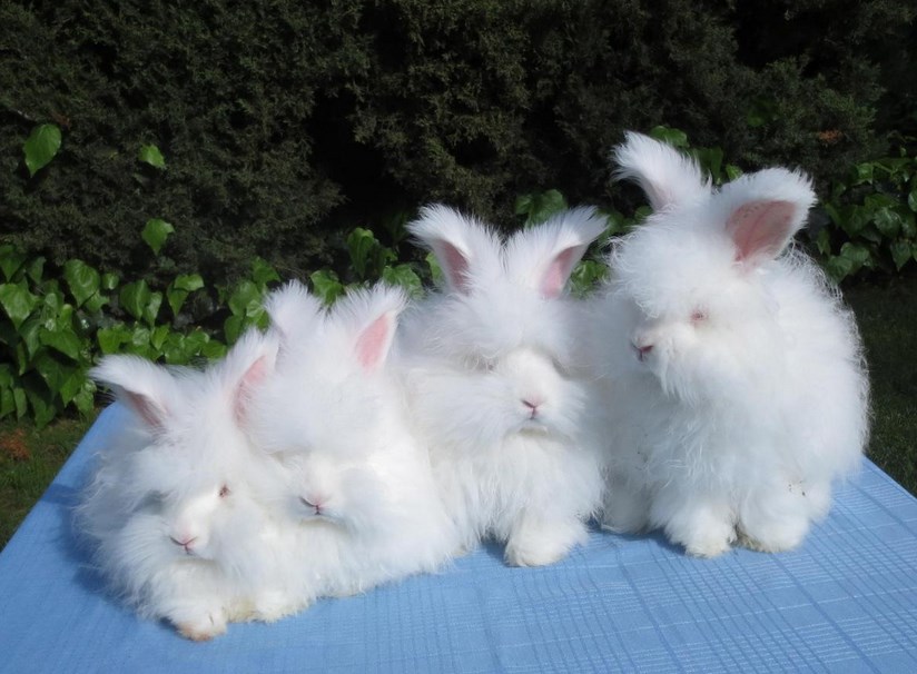 Jenis Jenis Kelinci Hias dan Peliharaan - Memelihara Kelinci