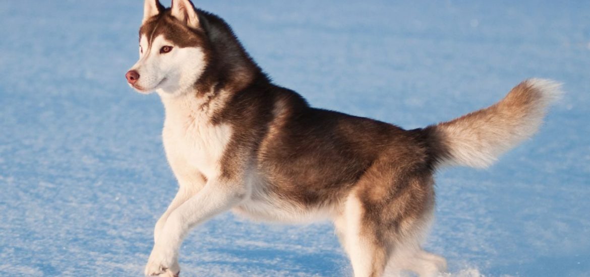 Chó Husky – Đặc điểm, nguồn gốc và mức giá chó Husky tại Việt Nam