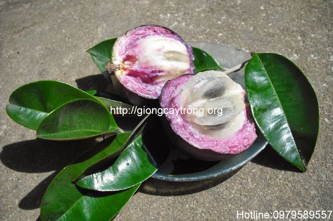 Giống cây vú sữa- Giống vú sữa lò rèn - Cây Giống Đại Học Nông Nghiệp ...