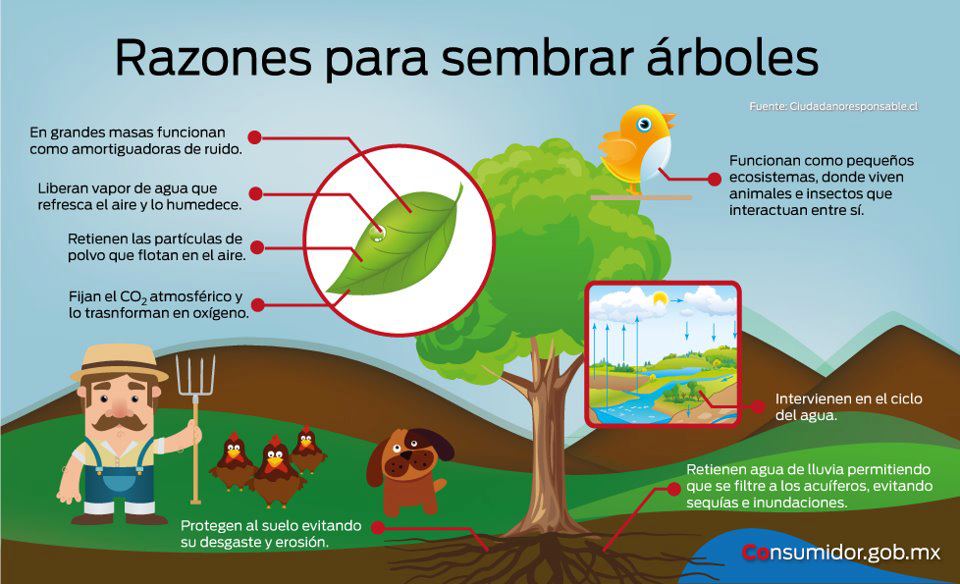 Revista AmbientalMente: Razones para sembrar árboles