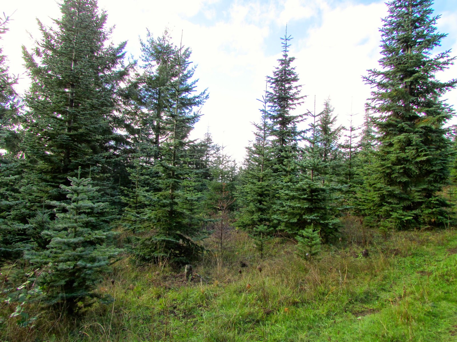 Corner Crest Natural Farm: Christmas Tree Season 2014
