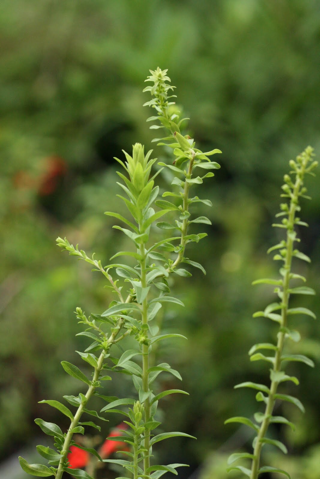 Native Florida Wildflowers: Chapman's goldenrod - Solidago odora var ...