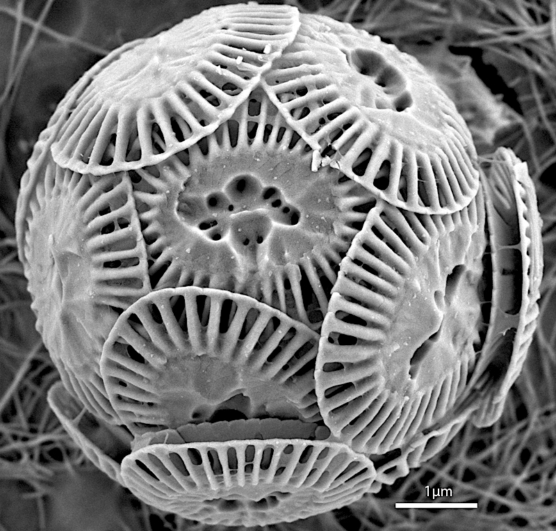 In the Company of Plants and Rocks: Charismatic Kansan Megafauna