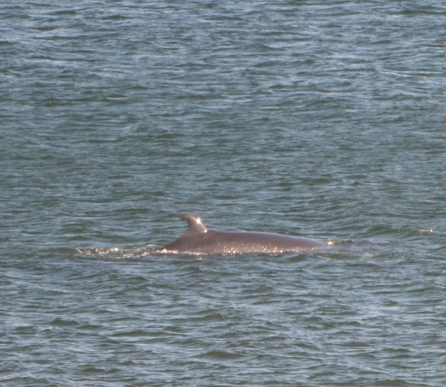 Flower Hill Farm: Glimpses From The Edge - A Wildlife Sanctuary - Cape ...