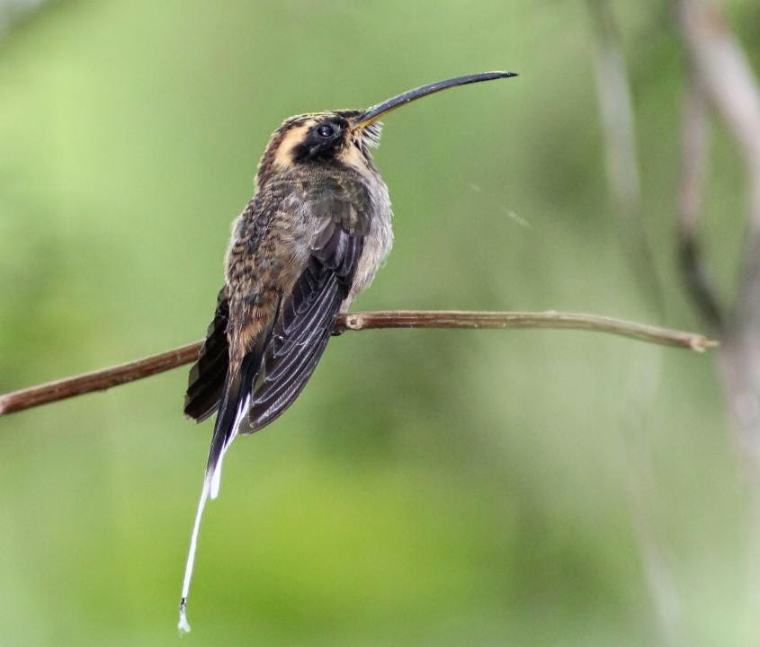 Argentina nativa: Ermitaño escamado (Phaethornis eurynome)