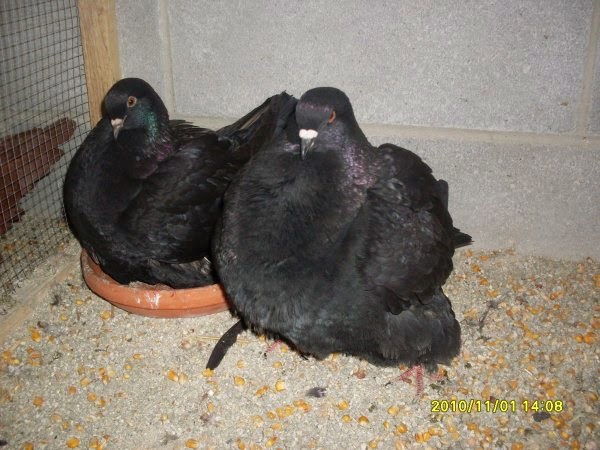 Mymensingh Pigeon & Bird Club: Pigeon Photo Gellary