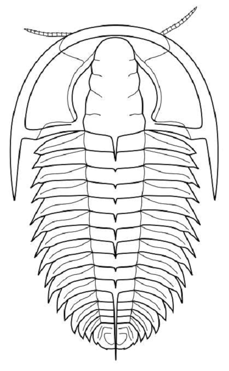 Species New to Science: [Paleontology • 2019] Redlichia rex • The ...