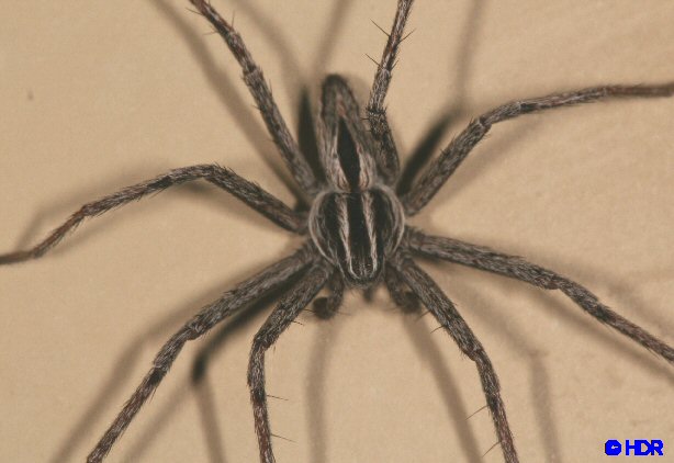 Arab Pest Control: Wolf Spiders