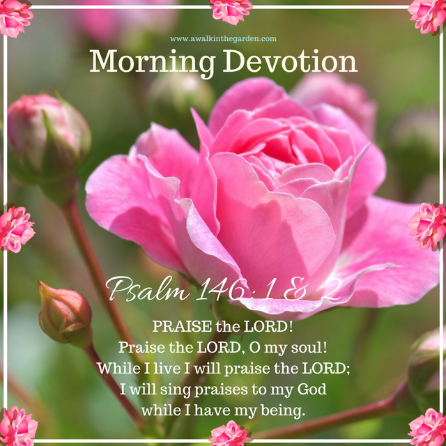 A Walk In The Garden: Psalm 146:1 & 2 Praise The Lord!
