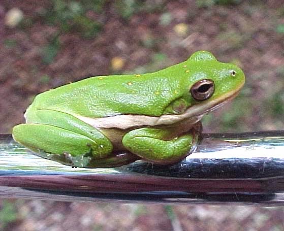 ANIMAL: La Rana Arborícora Verde