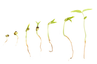 BuLazs7: Manfaat Toge Atau Kecambah Bagi Kesehatan Dan Kandungan Gizinya