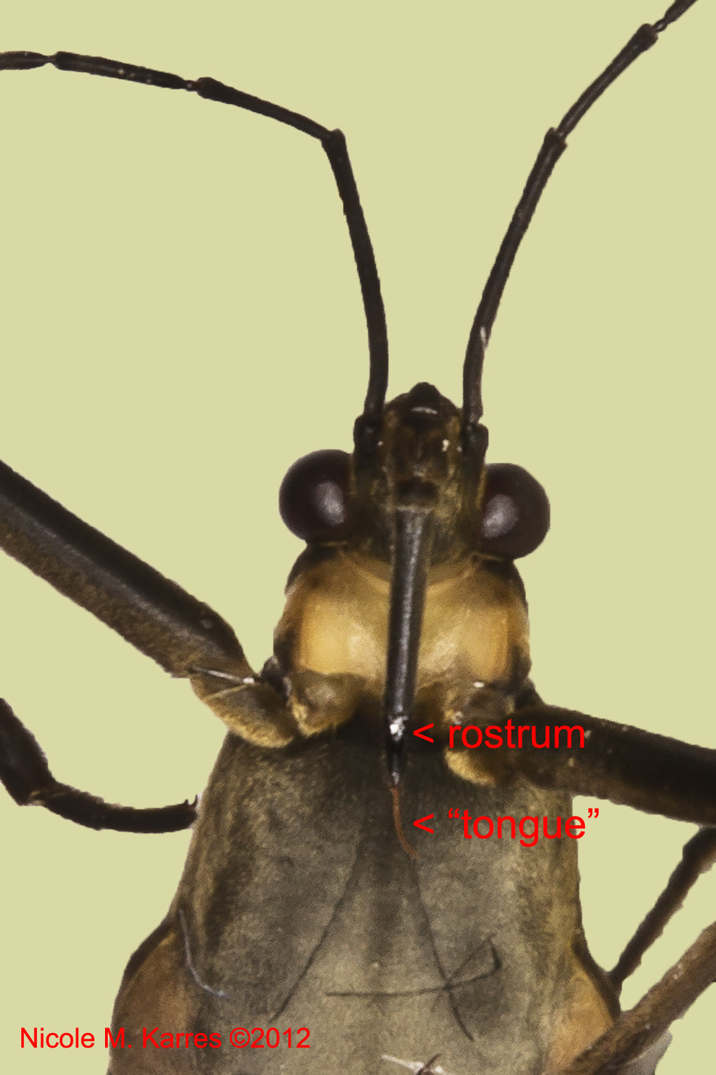 Notes on Urban Ecology: MOVING ON ...