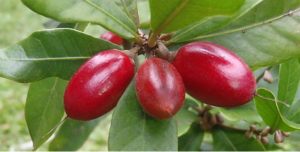 Plants For Sale: Miracle Berry