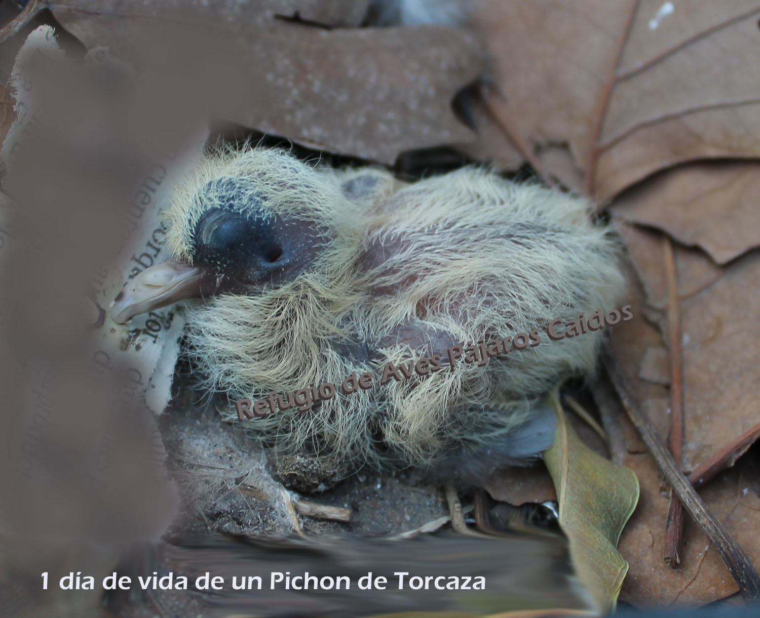 Pichón de Torcaza (Zenaida auriculata). Fotos del recién nacido hasta ...