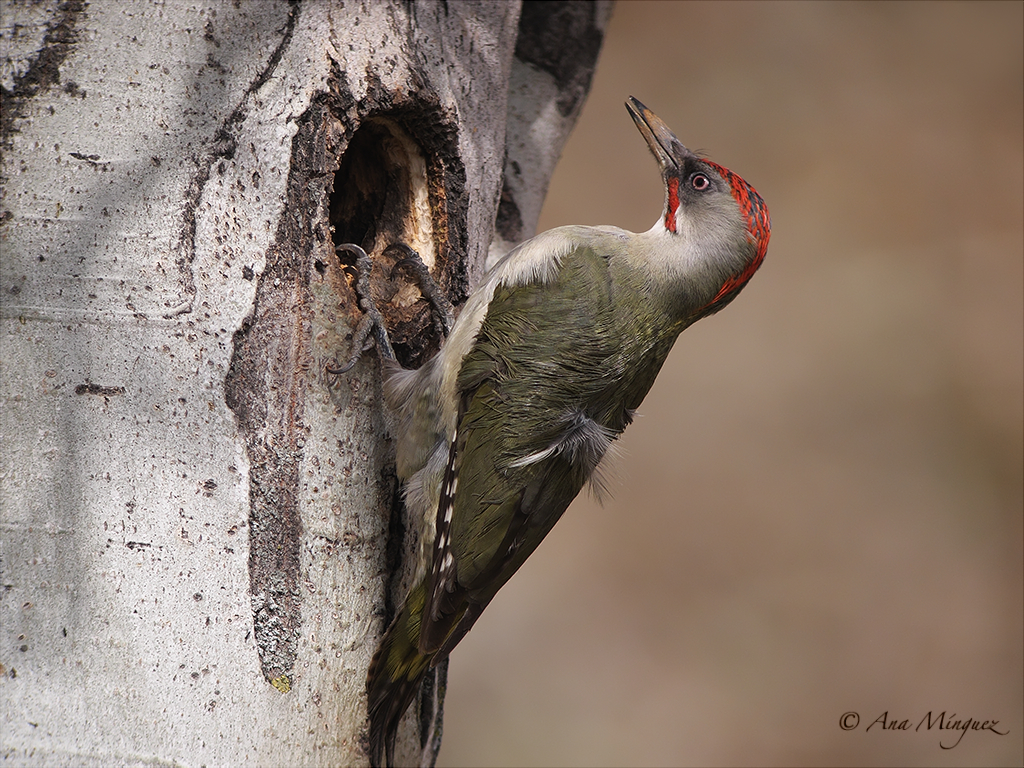 NATURANAFOTOS: Pito real ibérico