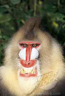 Bones: Dentition Patterns in Primates