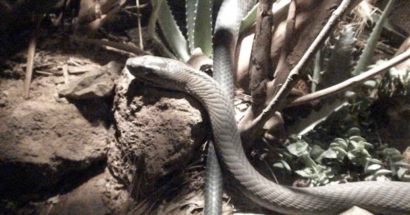 The Zoo Review: Species Fact Profile: Black Mamba (Dendroaspis polylepis)