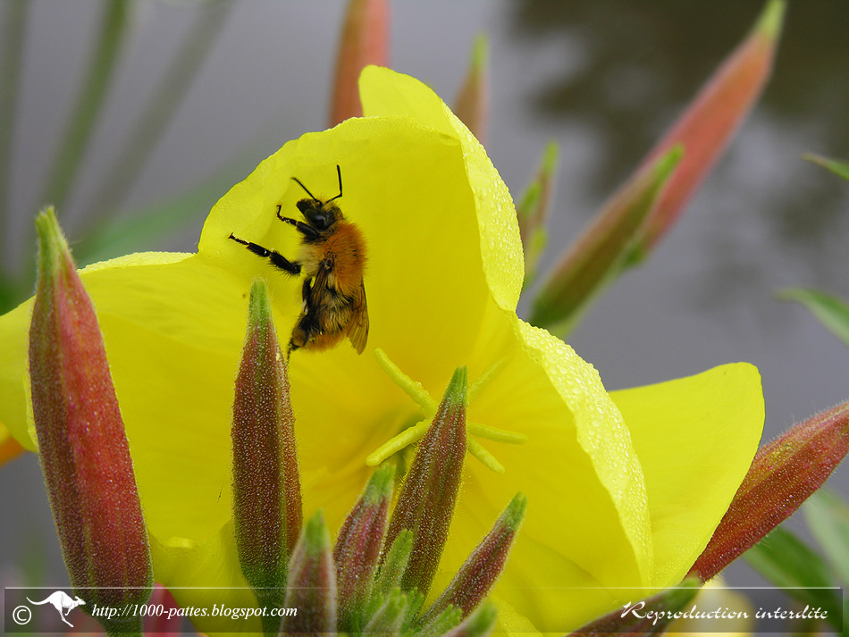 WILDLIFE GATEWAY: Histoires de bourdons!