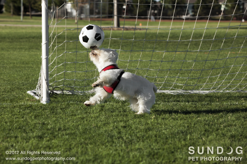 Goalie Dog - Sundog Pet Photography