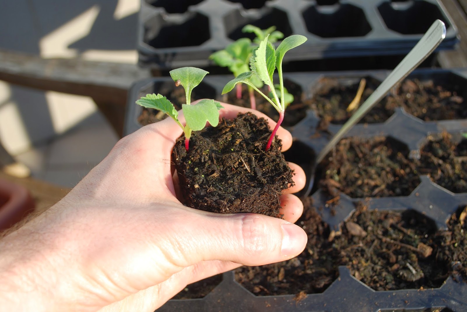 CULTIVO EN CASA: Como Sembrar tu Semilla