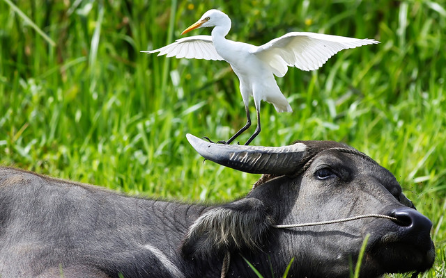 Maikling Kuwento: Si Kalabaw at Si Tagak