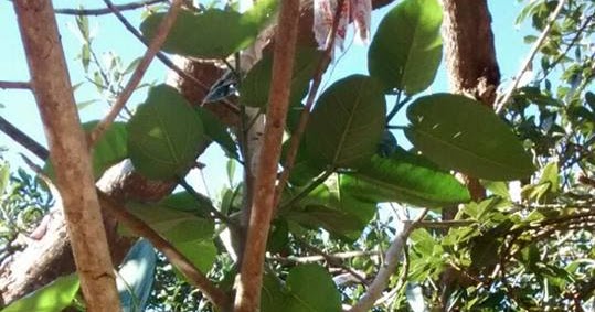 Thonny Hawany: EWÉ ÌRÓKÒ