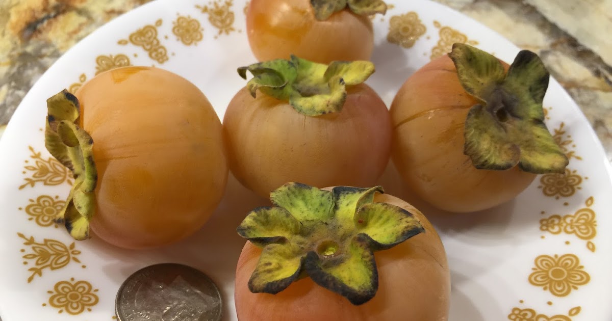 Daniel's Pacific NW Garden: Yates American Persimmon. First Taste. 10.7.17