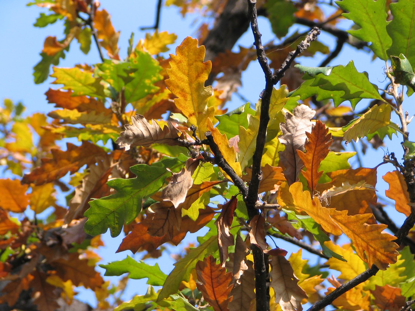 LA MULTI ANI, ROMANIA!: Frunze de stejar