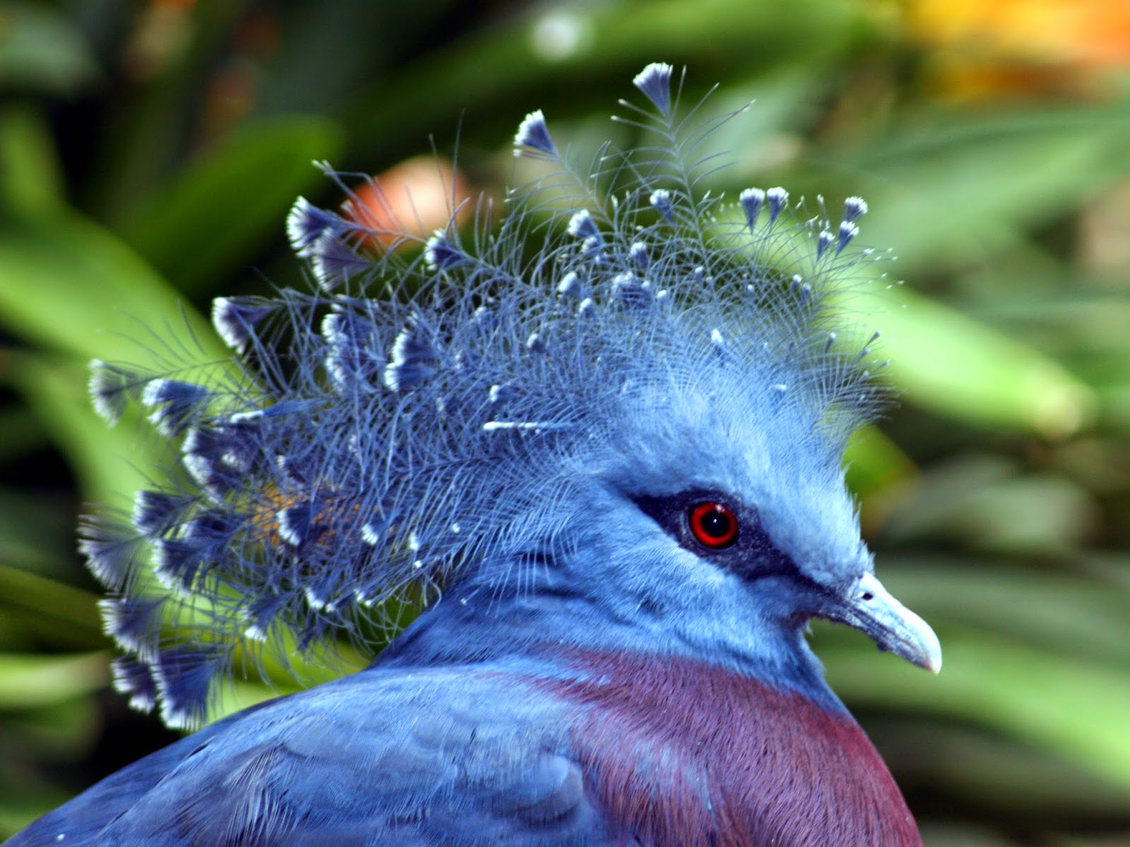 MyPhotoPics: Bleu growned pigeon
